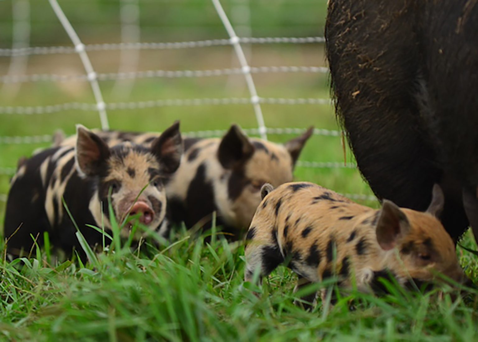 What Type of Pastured Pig Fencing is Best for You? - Countryside